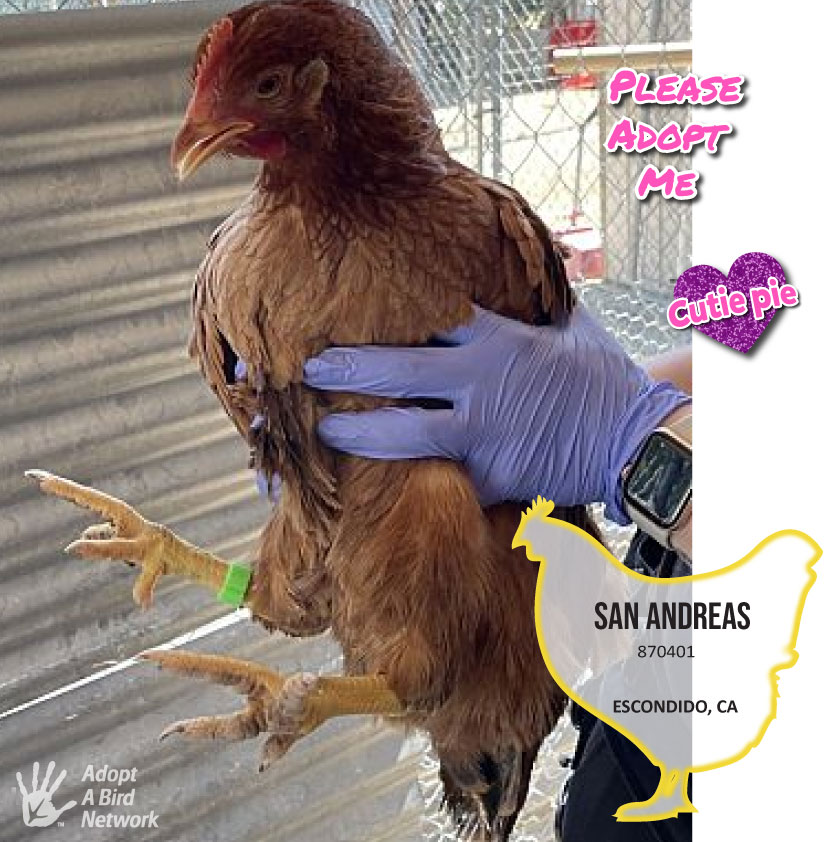 Chickens for Adoption