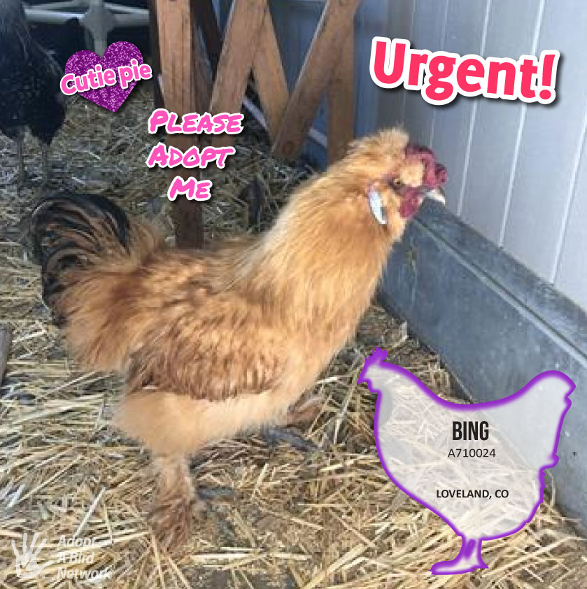 Chickens for Adoption