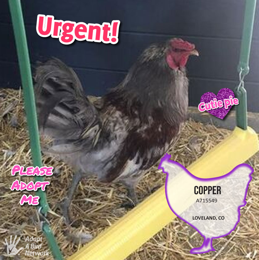 Chickens for Adoption