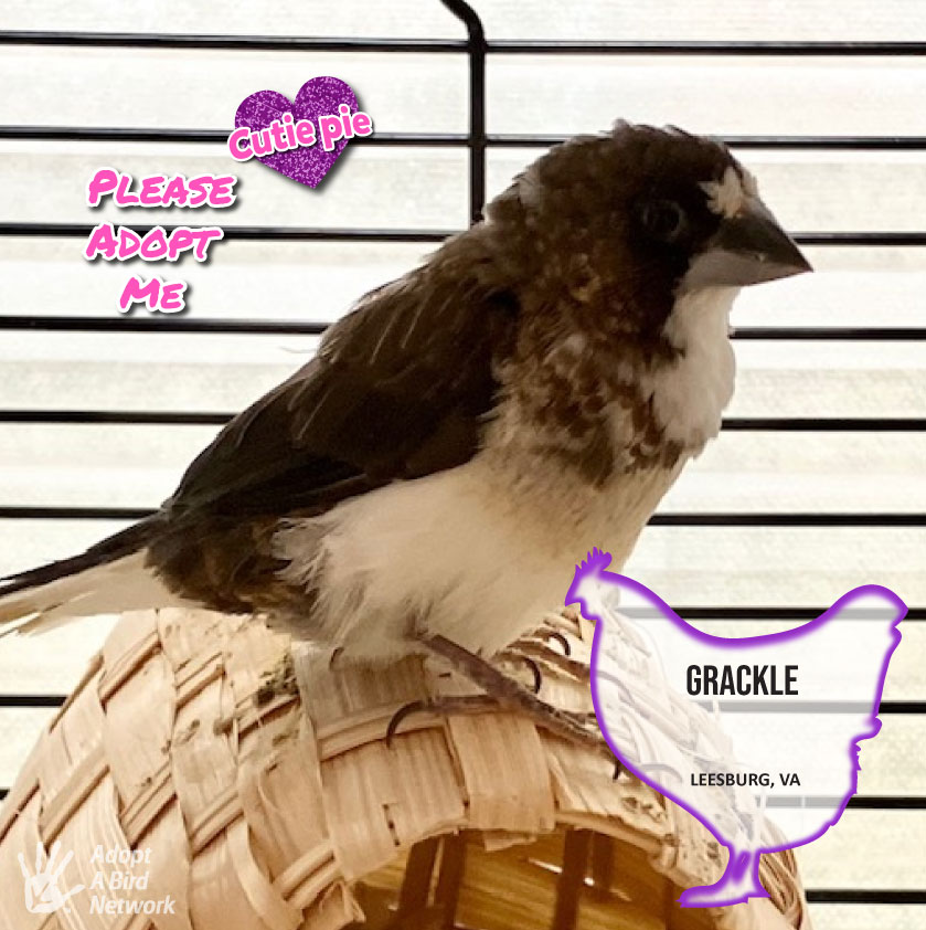 Chickens for Adoption