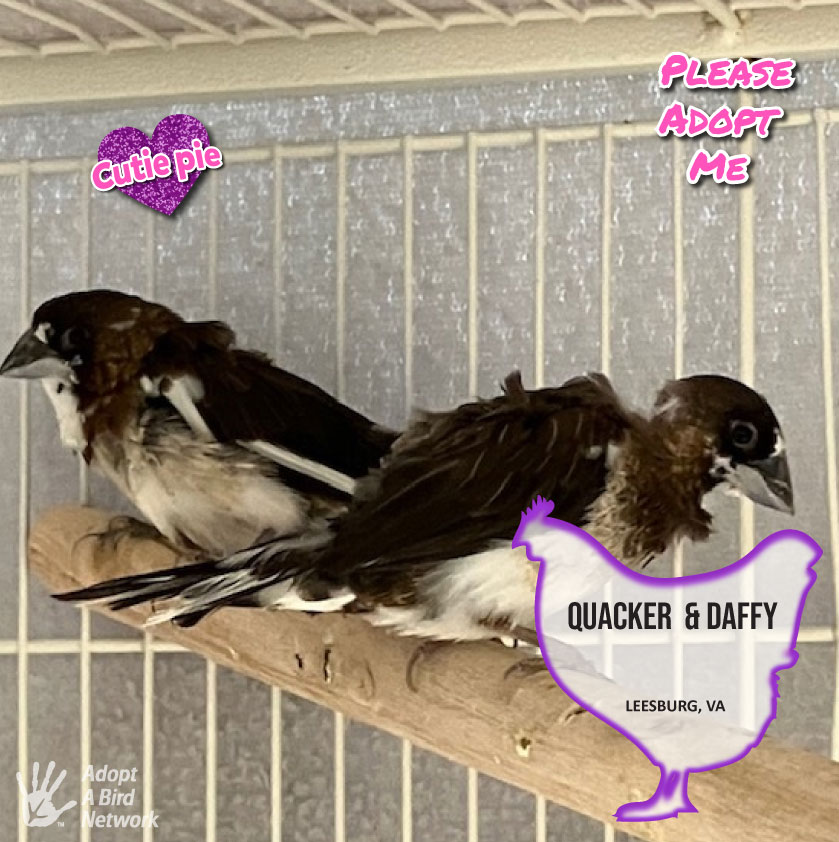 Chickens for Adoption