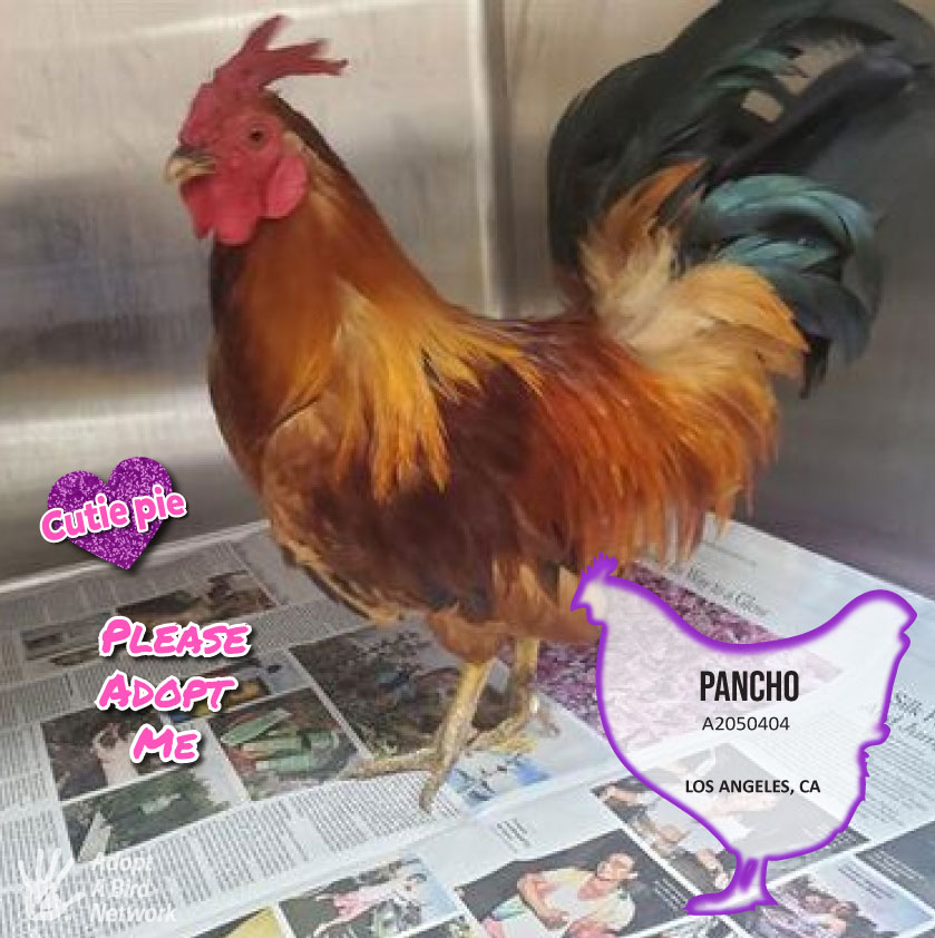 Chickens for Adoption