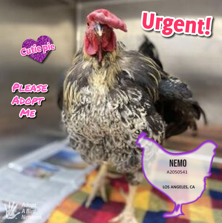 Chickens for Adoption