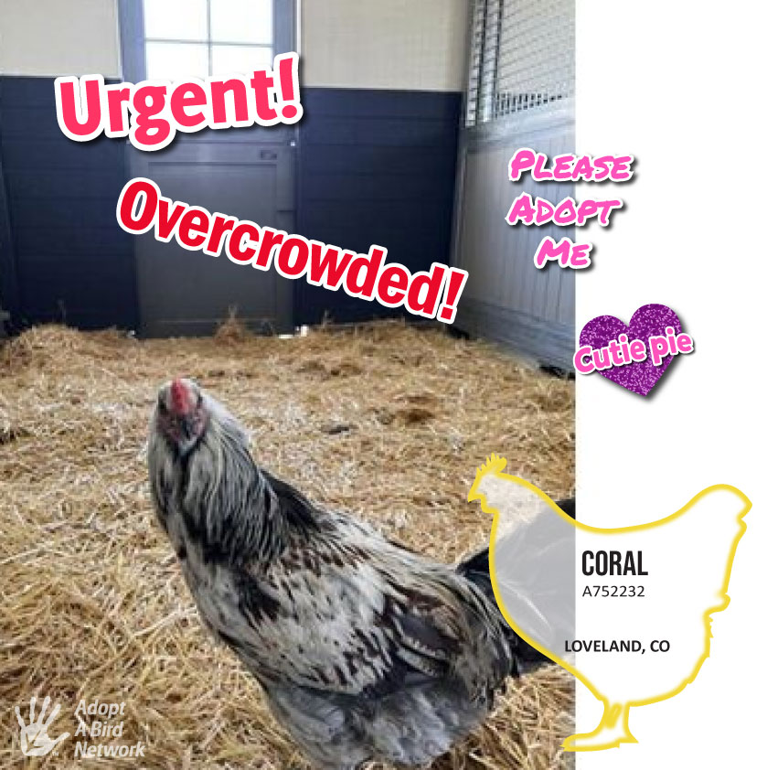 Chickens for Adoption