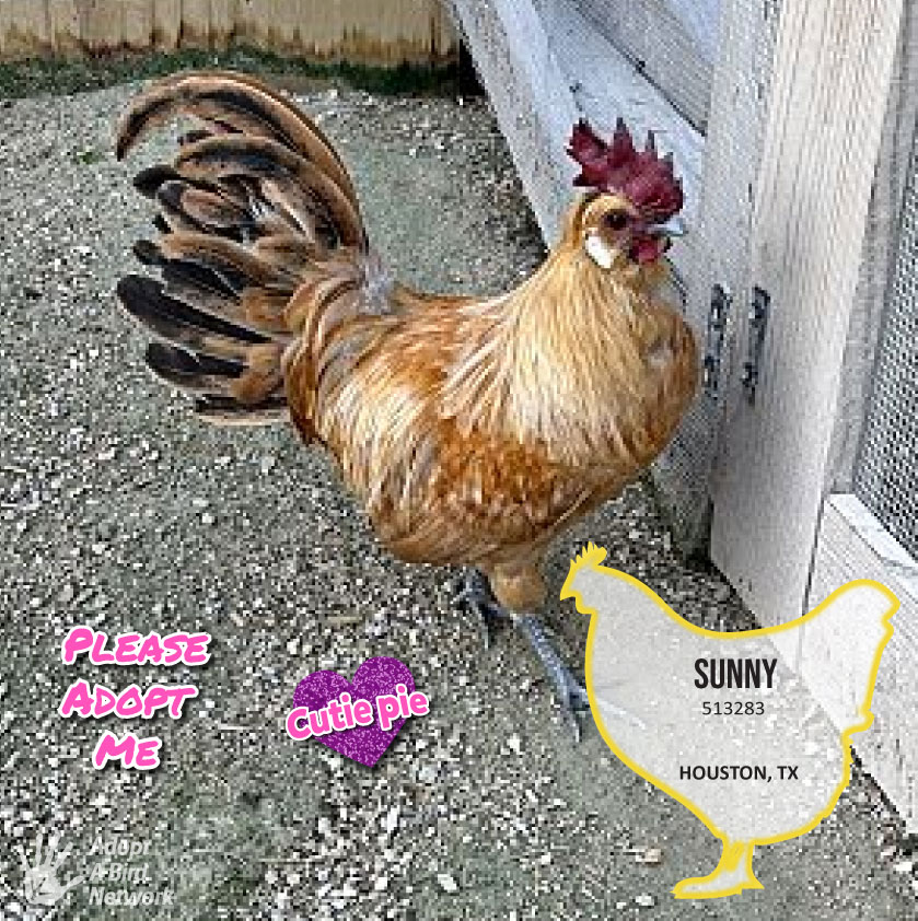 Chickens for Adoption