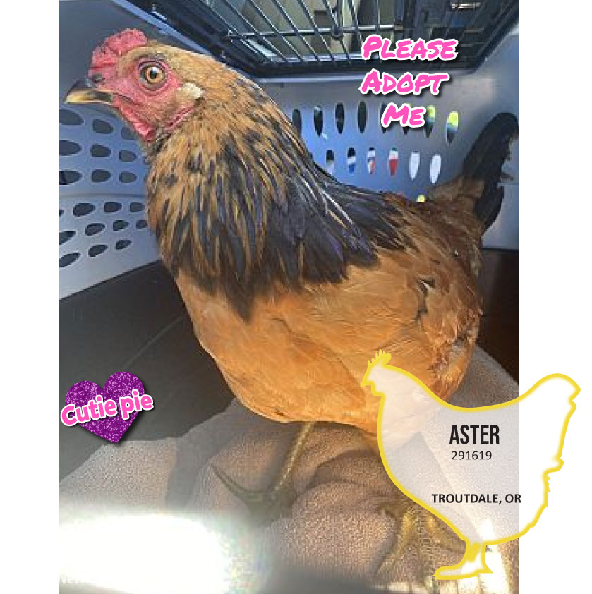 Chickens for Adoption