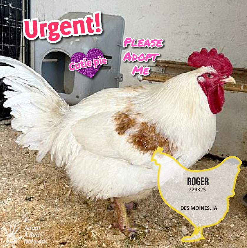 Chickens for Adoption