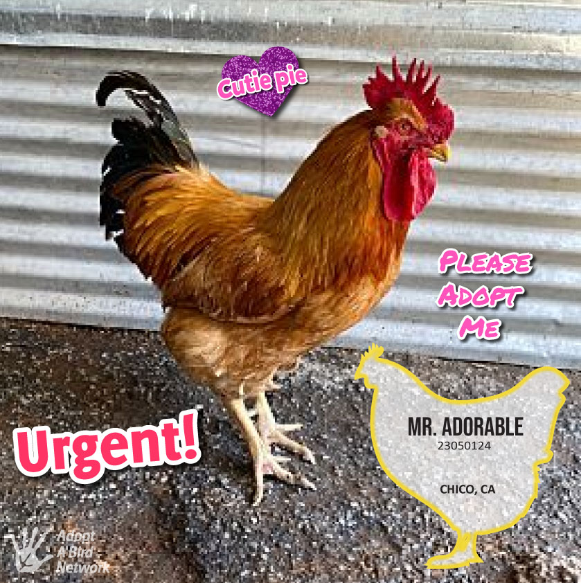 Chickens for Adoption