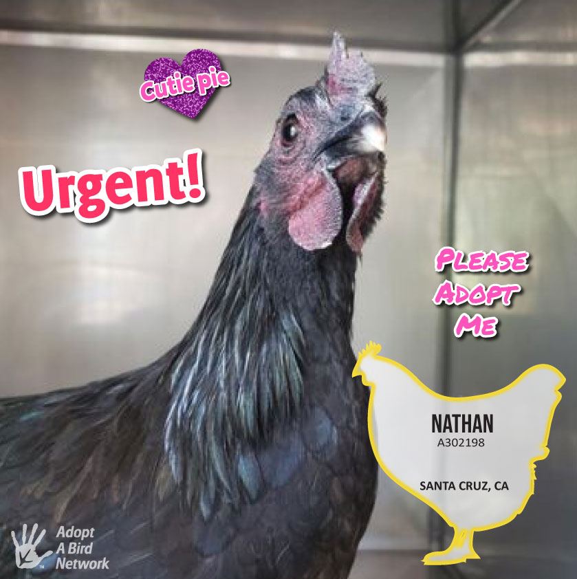 Chickens for Adoption