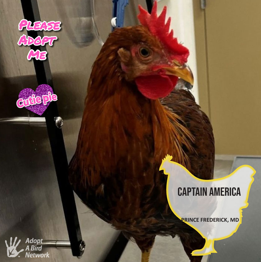 Chickens for Adoption