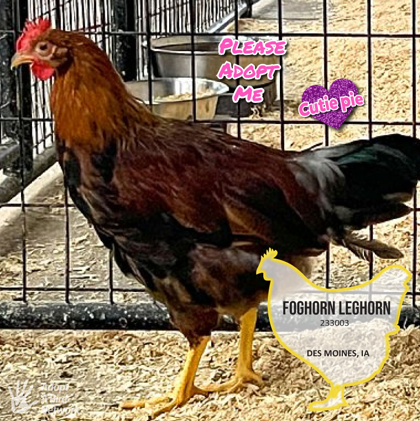 Chickens for Adoption