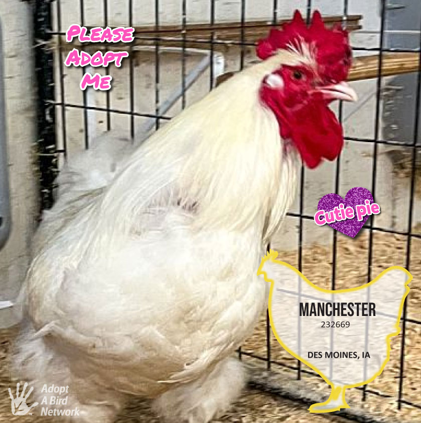 Chickens for Adoption