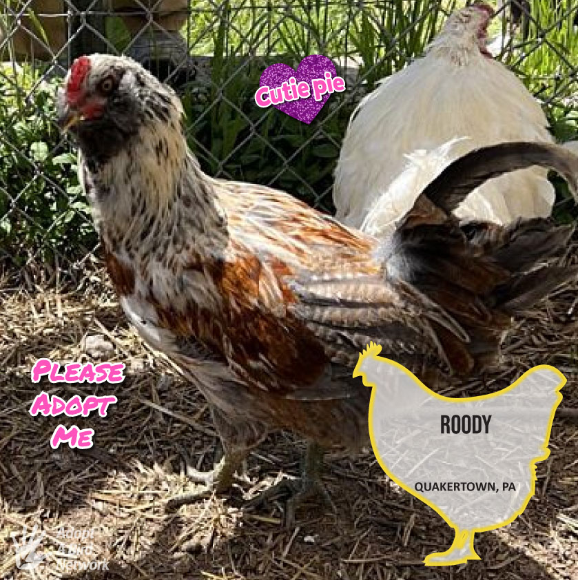 Chickens for Adoption