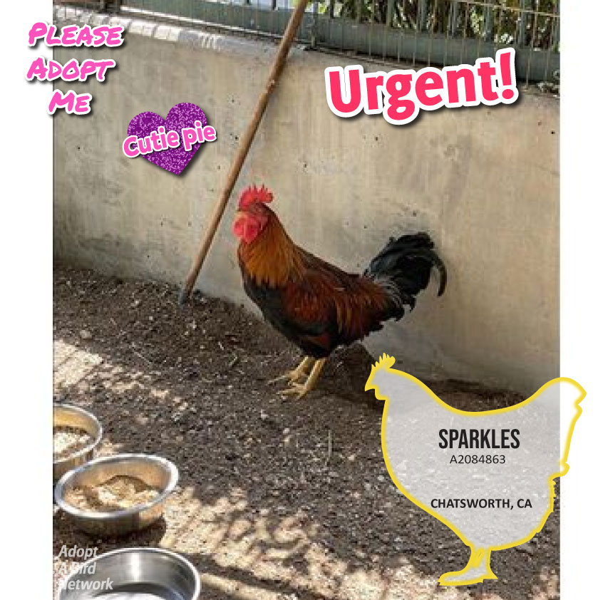 Chickens for Adoption