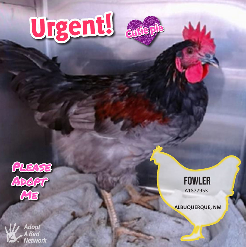 Chickens for Adoption