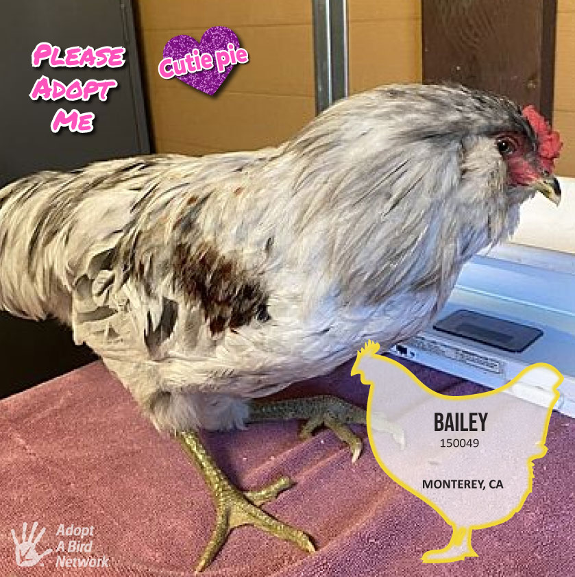 Chickens for Adoption