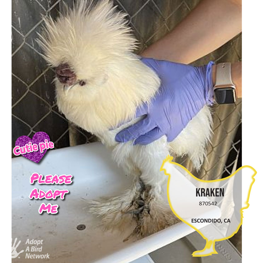 Chickens for Adoption