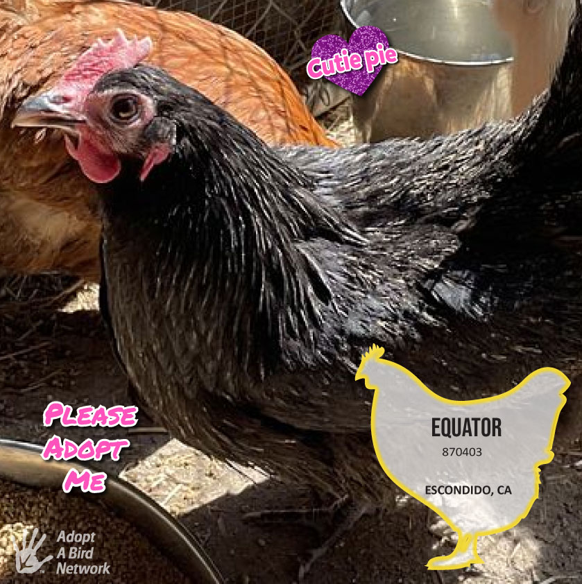 Chickens for Adoption