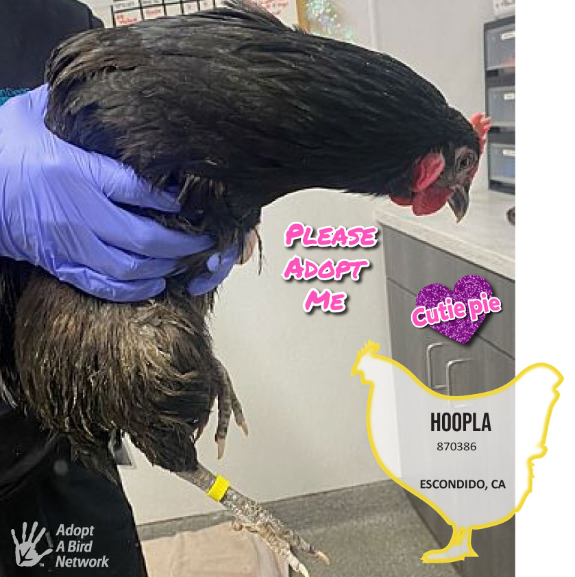 Chickens for Adoption