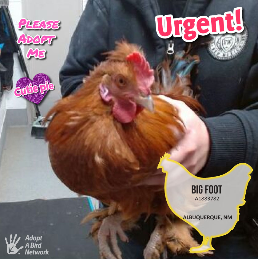 Chickens for Adoption