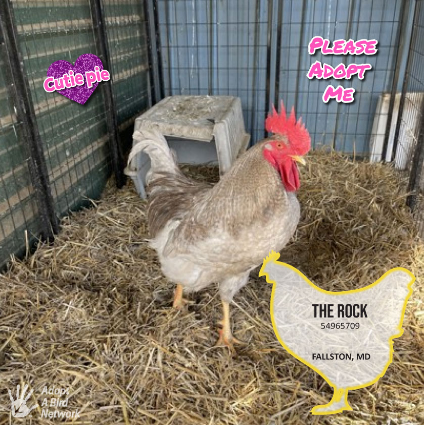 Chickens for Adoption