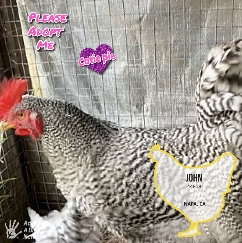 Chickens for Adoption