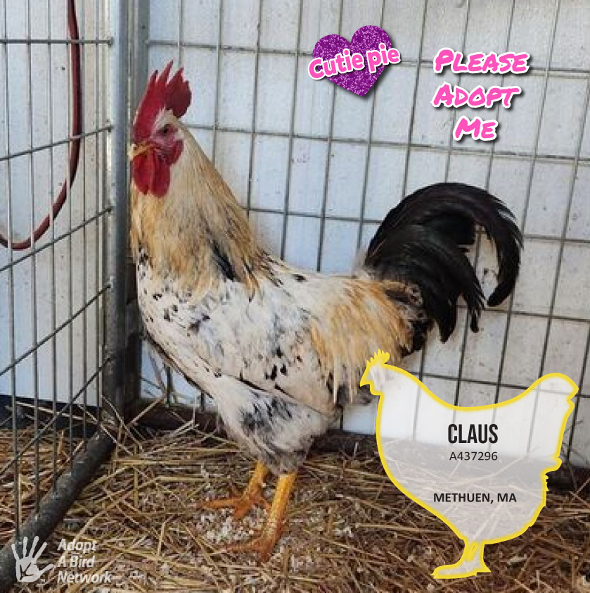 Chickens for Adoption