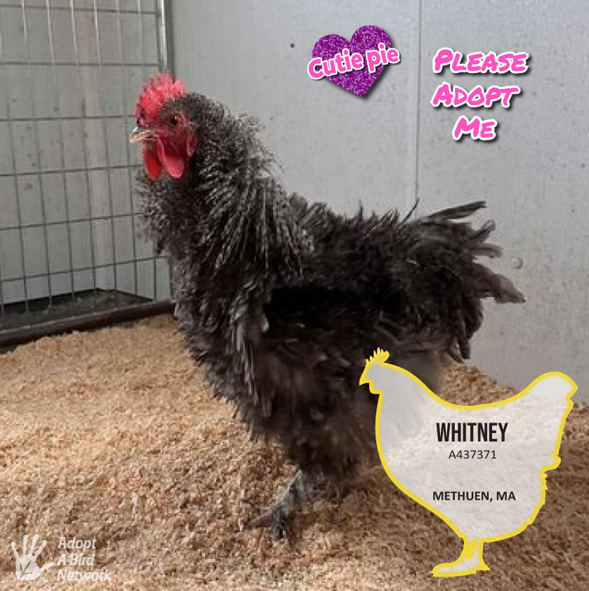 Chickens for Adoption