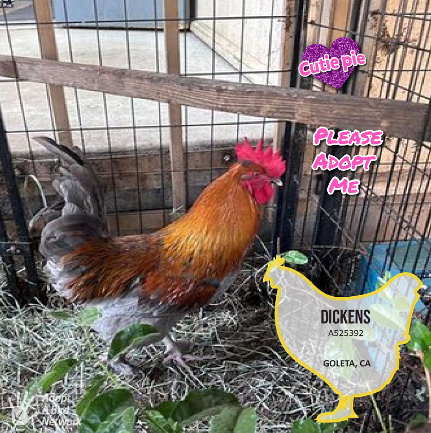 Chickens for Adoption