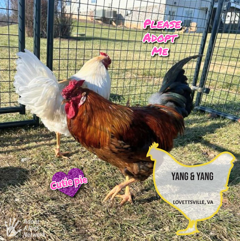 Chickens for Adoption