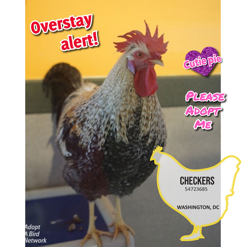 Chickens for Adoption