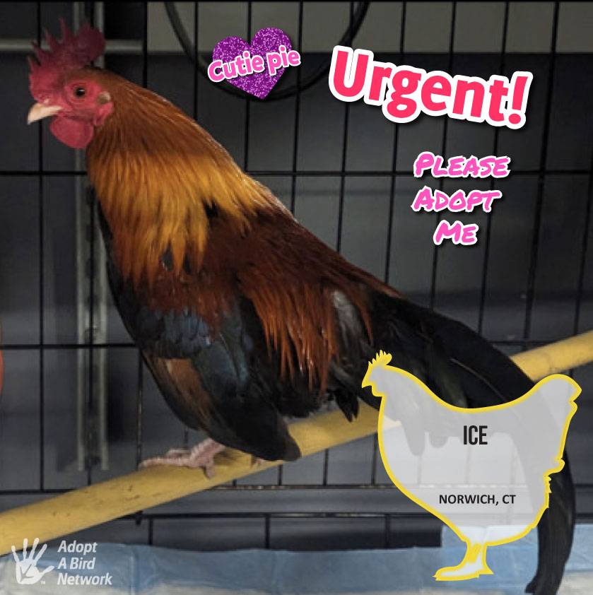 Chickens for Adoption