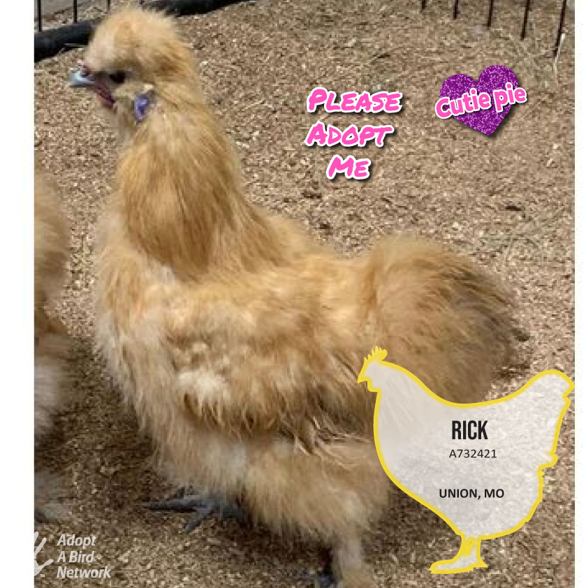 Chickens for Adoption