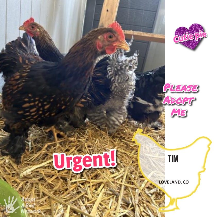 Chickens for Adoption