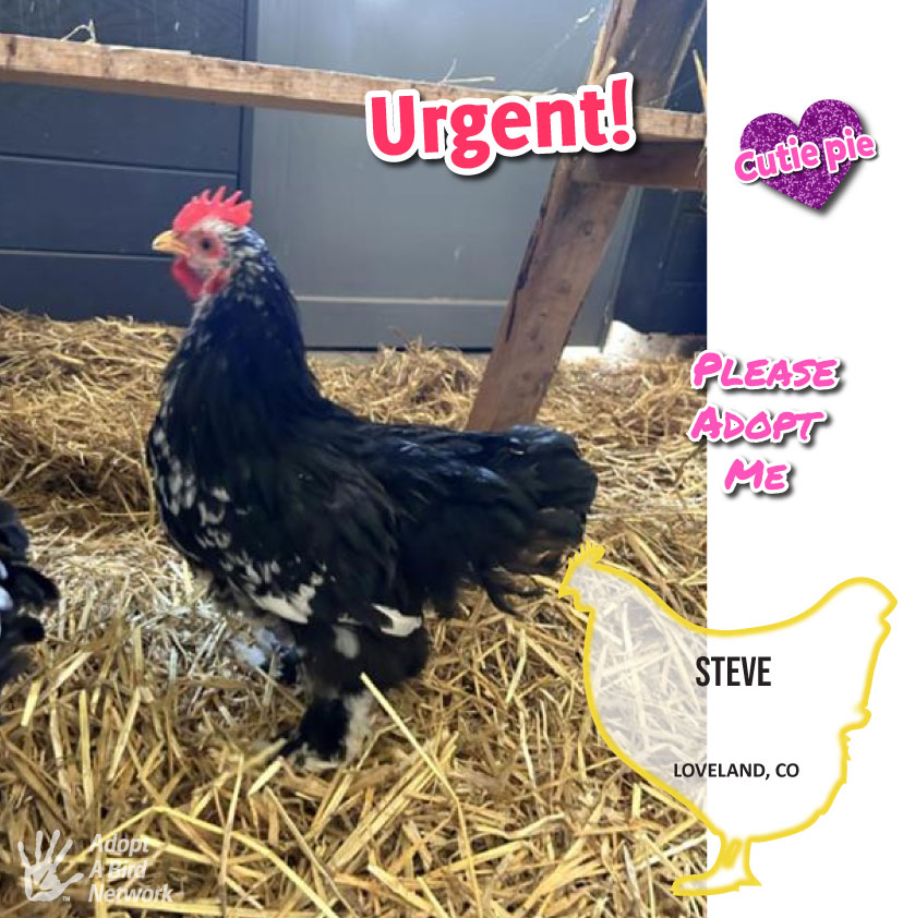 Chickens for Adoption