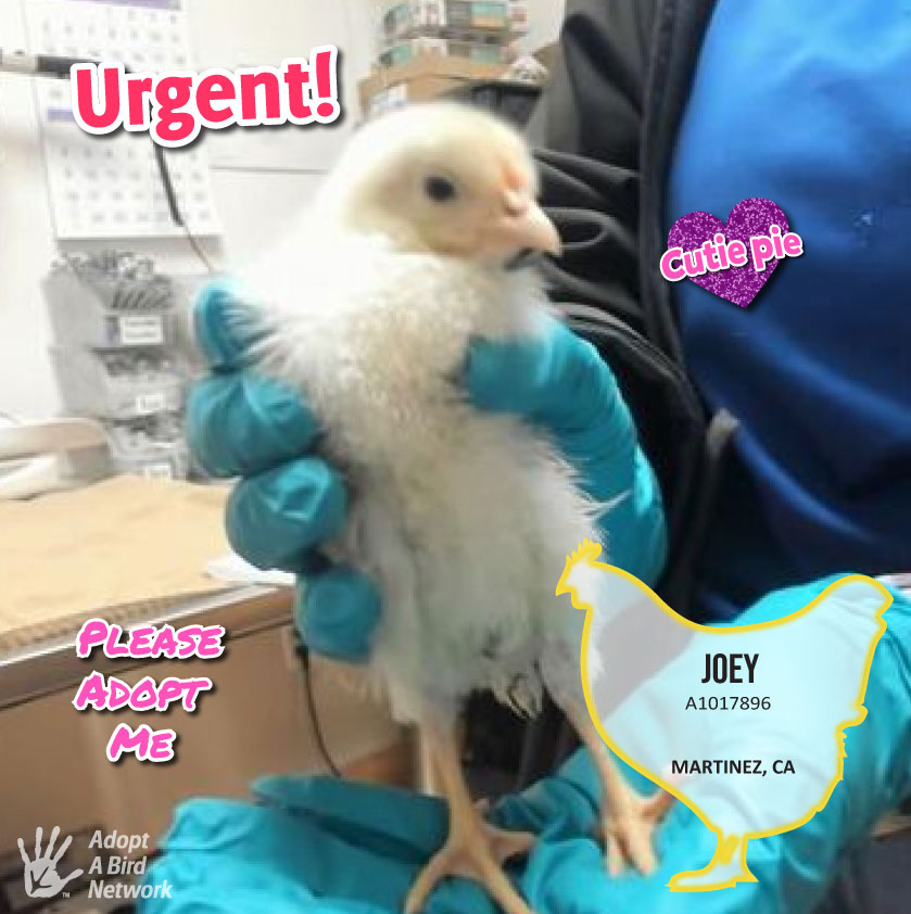Chickens for Adoption