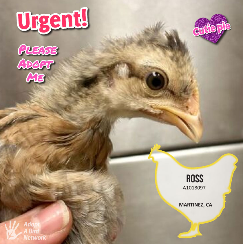 Chickens for Adoption
