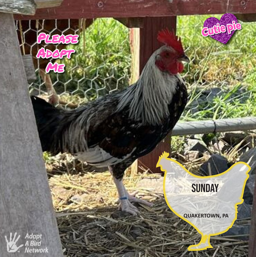 Chickens for Adoption