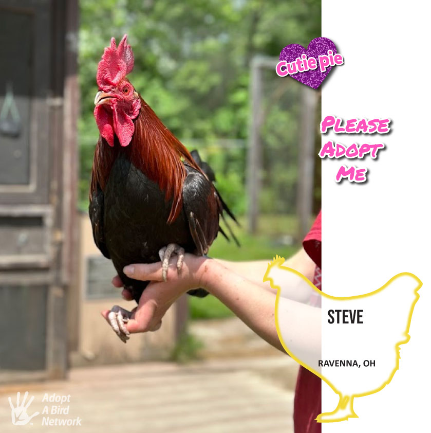 Chickens for Adoption