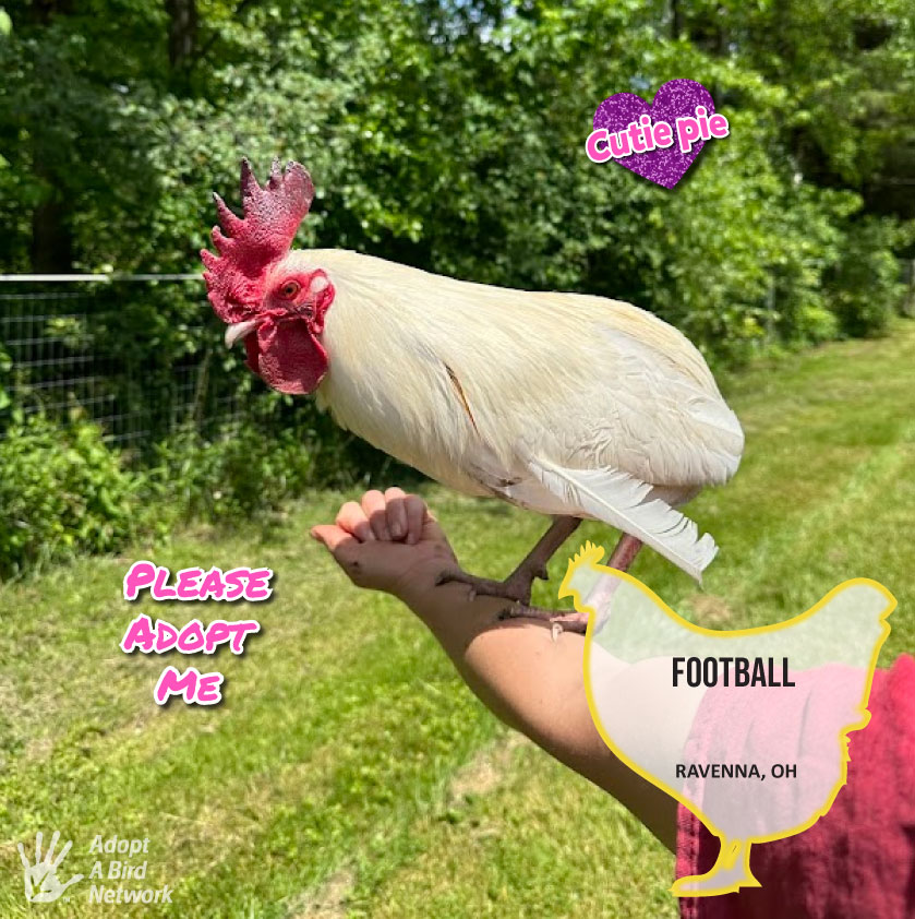 Chickens for Adoption