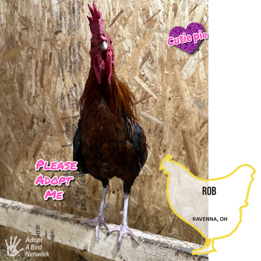 Chickens for Adoption