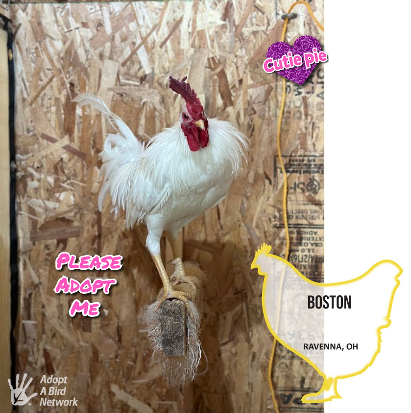 Chickens for Adoption