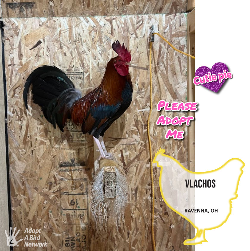 Chickens for Adoption