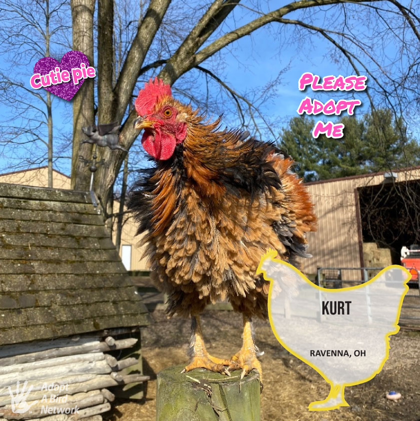 Chickens for Adoption