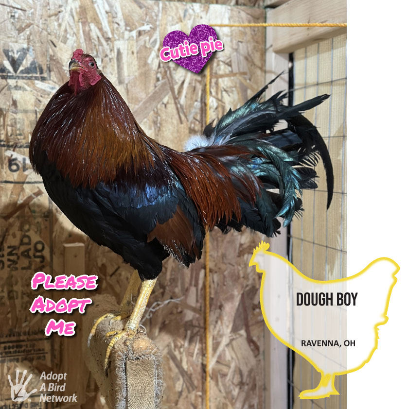 Chickens for Adoption