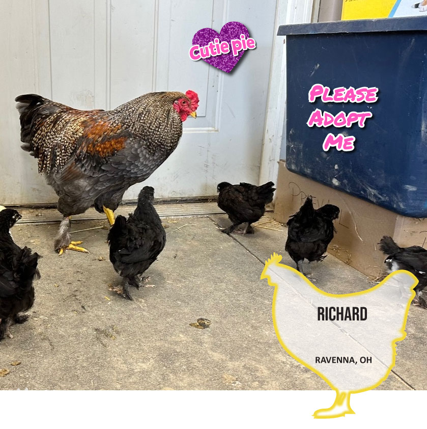Chickens for Adoption