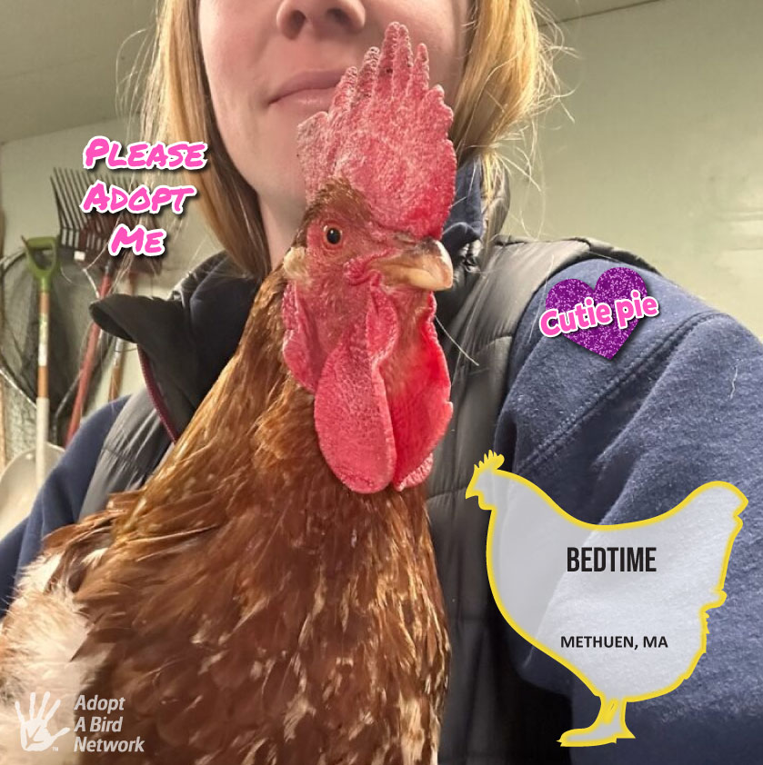 Chickens for Adoption