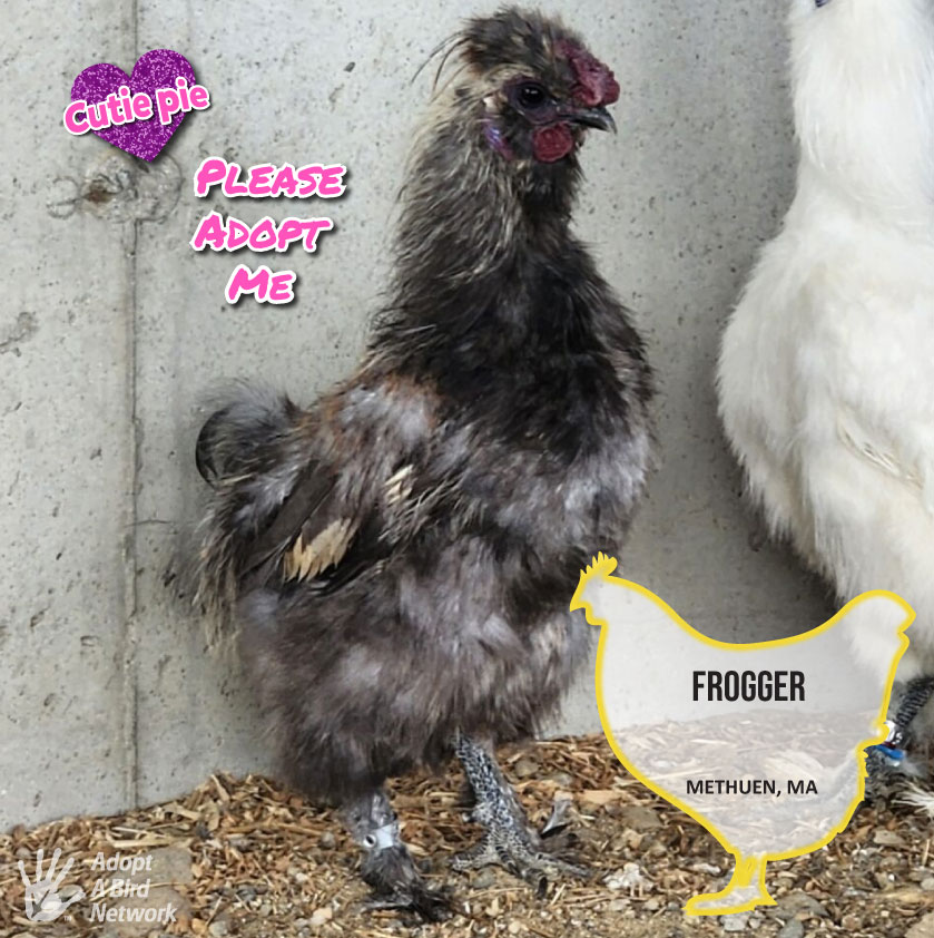 Chickens for Adoption