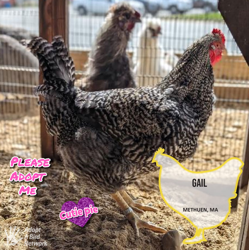 Chickens for Adoption