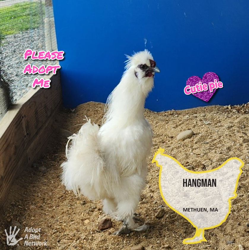 Chickens for Adoption